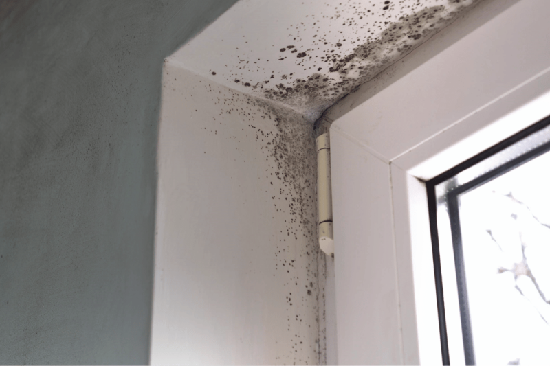 Test Auf Schimmel In Der Wohnung